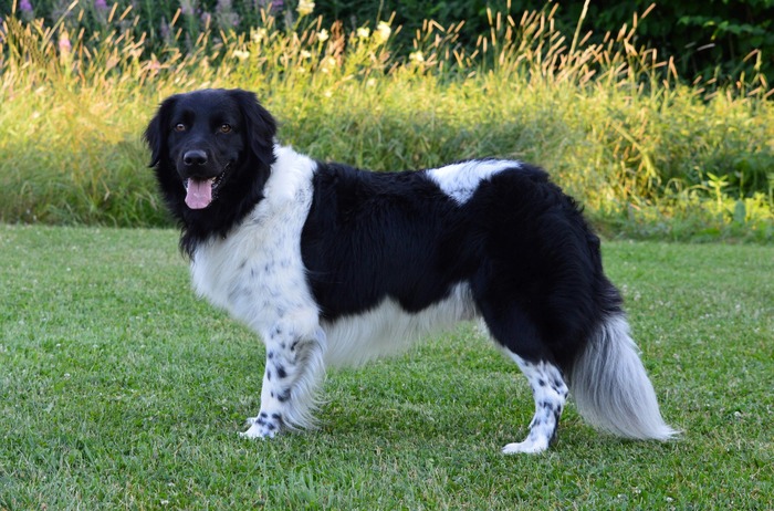 DREAM TRACK ITS MR BROWN :: Suomen Stabyhounkerho - Stabyhoun Club of ...