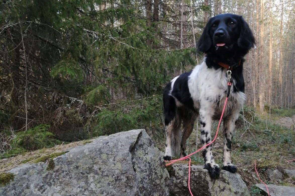 Stabijhoun :: Suomen Stabyhounkerho - Stabyhoun Club of Finland