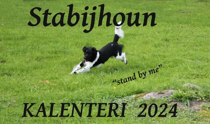 2024 Stabijhoun kalenteri :: Suomen Stabyhounkerho - Stabyhoun Club of Finland
