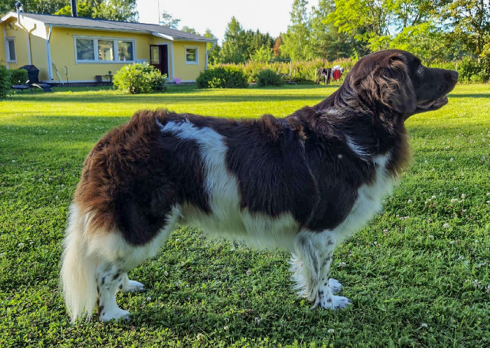 OHPED DAL YOU ARE MY JUNIOR MR BROWN :: Suomen Stabyhounkerho ...